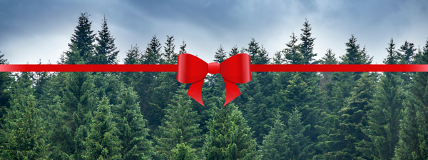 Tree Planting Gifts for Employees: Boost Employer Branding with ...